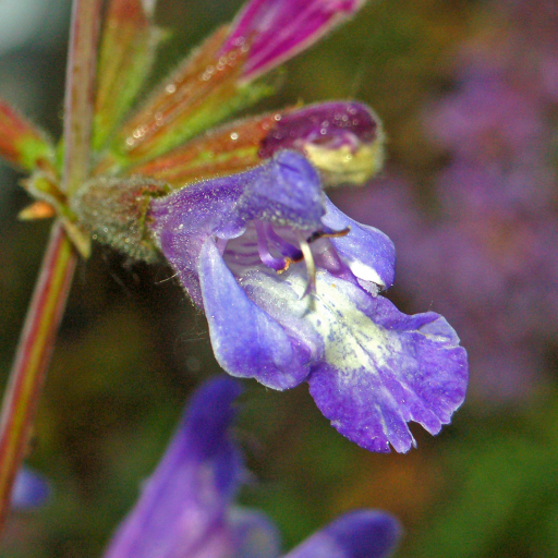 Salvia Interrupta Plant Care & How to Grow, Water
