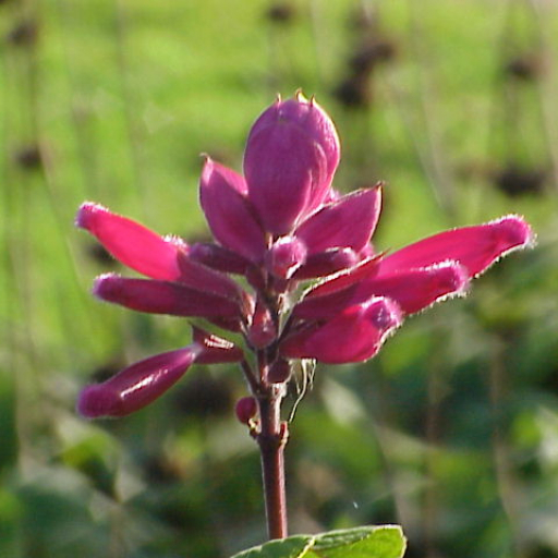Roseleaf Sage (Salvia Involucrata) Plant Care & How to Grow, Water