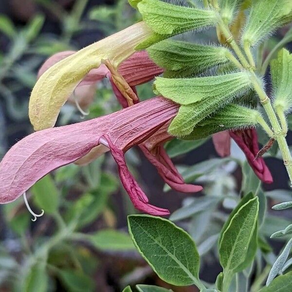 Lanceleaf Sage (Salvia Lanceolata) Care Guide: Water, Soil ...