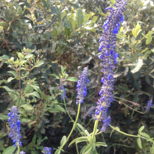 Lavender Leaf Sage (Salvia Lavanduloides) Plant Care & How to Grow, Water