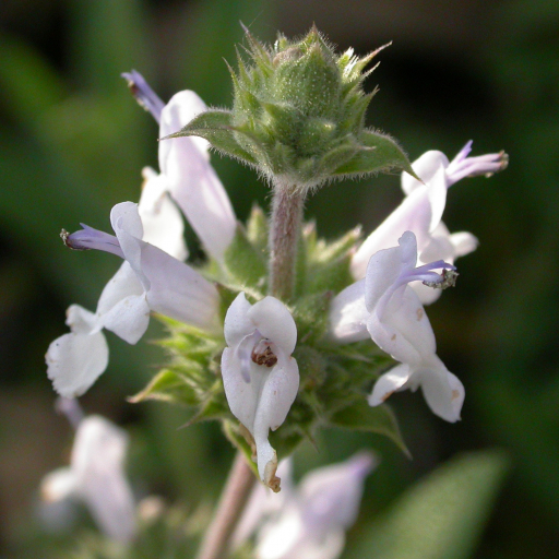Black Sage (Salvia Mellifera) Plant Care & How to Grow, Water