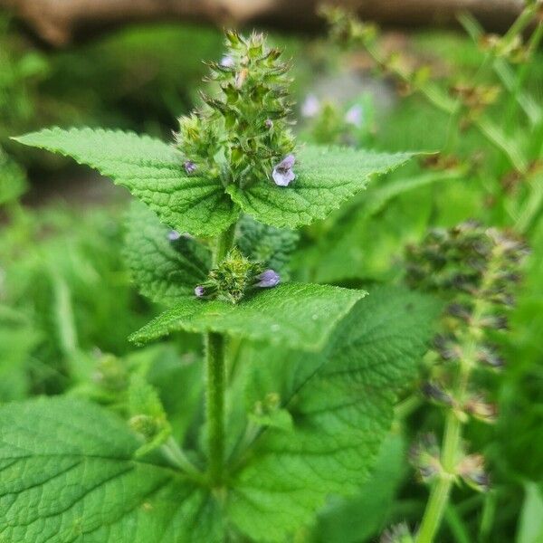 Rift Valley Sage (Salvia Merjamie) Plant Care & How to Grow, Water