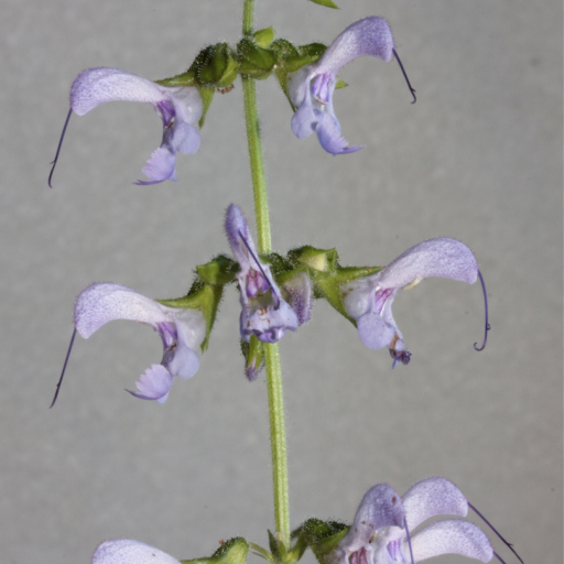 Red Sage (Salvia Miltiorrhiza) Plant Care & How to Grow, Water