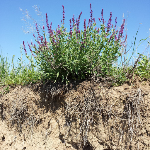 Woodland Sage (Salvia Nemorosa) Plant Care & How to Grow, Water