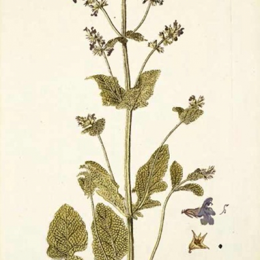 Nile Sage (Salvia Nilotica) Plant Care & How to Grow, Water