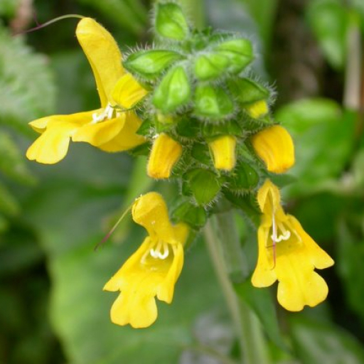 Japanese Yellow Sage (Salvia Nipponica) Plant Care & How to Grow, Water