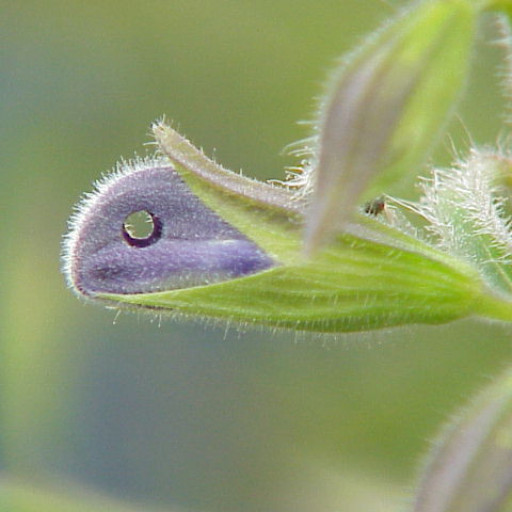 Sage (Salvia Patens) Plant Care & How to Grow, Water