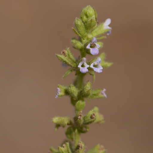 Plebeian Sage (Salvia Plebeia) Plant Care & How to Grow, Water