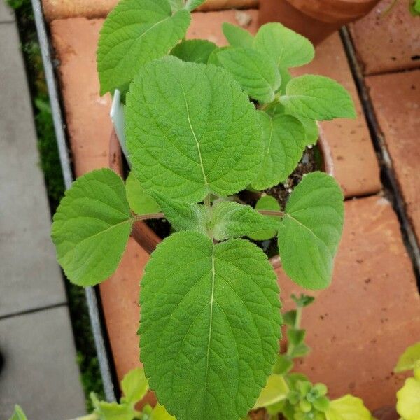 Salvia Puberula Care Guide: Water, Soil & Propagation - Plantiary