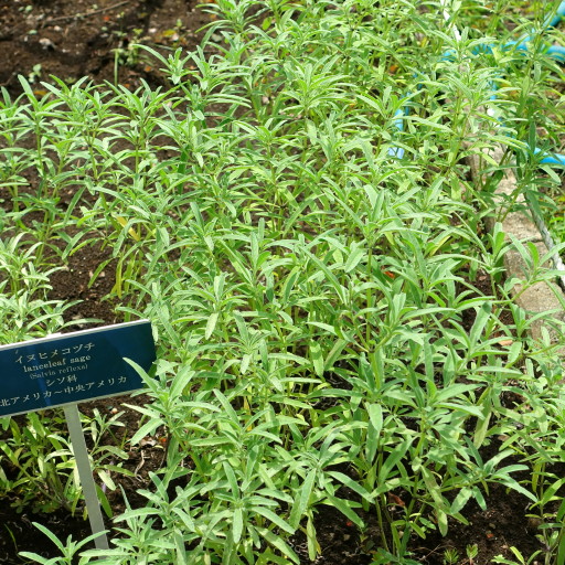 Rocky Mountain Sage (Salvia Reflexa) Plant Care & How to Grow, Water