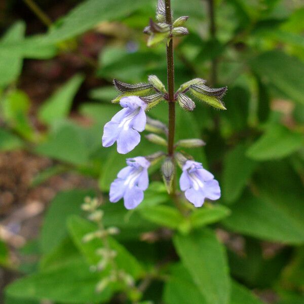 Littlewoman (Salvia Serotina) Plant Care & How to Grow, Water