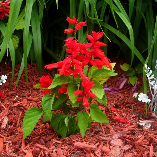 Bonfire Salvia (Salvia Splendens) Plant Care & How to Grow, Water