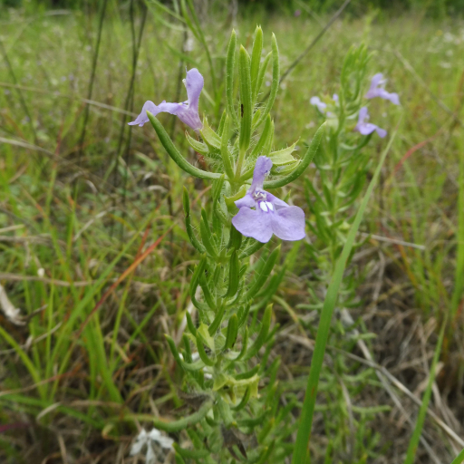 Texas Sage (Salvia Texana) Plant Care & How to Grow, Water