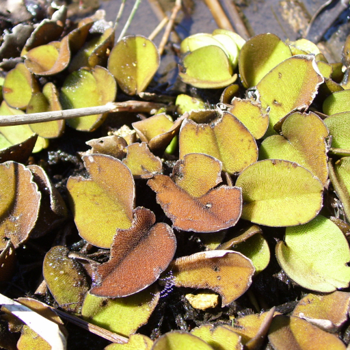 African Payal (Salvinia Auriculata) Plant Care & How to Grow, Water
