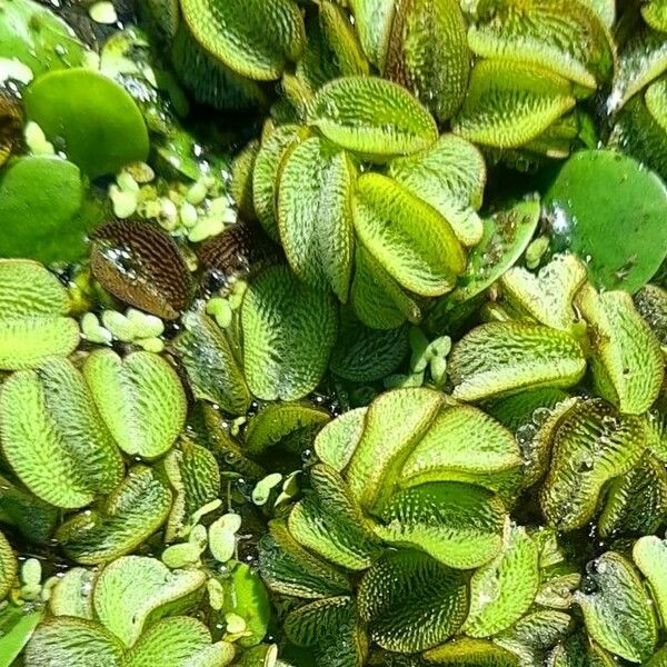 Giant Salvinia (Salvinia Biloba) Plant Care & How to Grow, Water