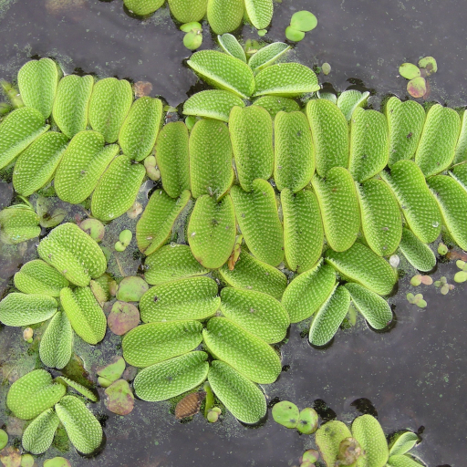 Floating Fern (Salvinia Natans) Plant Care & How to Grow, Water
