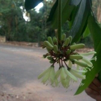 Niepa Bark Tree (Samadera Indica) Plant Care & How to Grow, Water