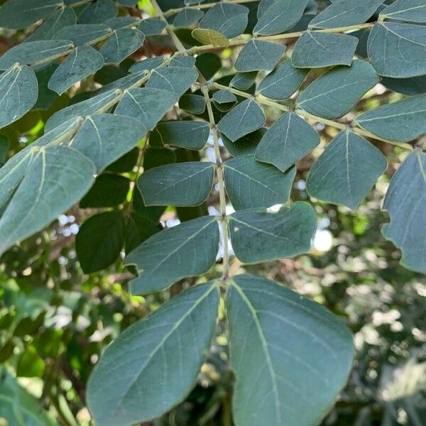 Samanea Inopinata Plant Care & How to Grow, Water