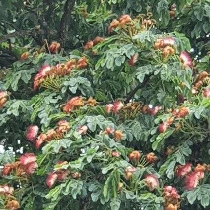 Samanea Tubulosa Plant Care & How to Grow, Water