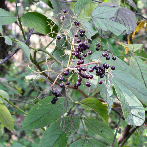 American Elder (Sambucus Canadensis) Plant Care & How to Grow, Water