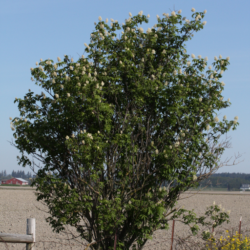 Red Elderberry (Sambucus Racemosa) Plant Care & How to Grow, Water