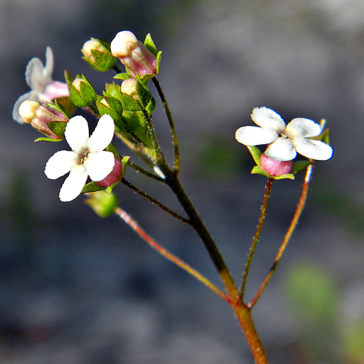 Bractless Brookweed (Samolus Ebracteatus) Plant Care & How to Grow, Water