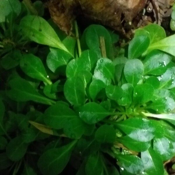 Seaside Brookweed (Samolus Parviflorus) Plant Care & How to Grow, Water