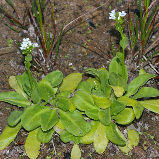 Seaside Brookweed (Samolus Valerandi) Plant Care & How to Grow, Water
