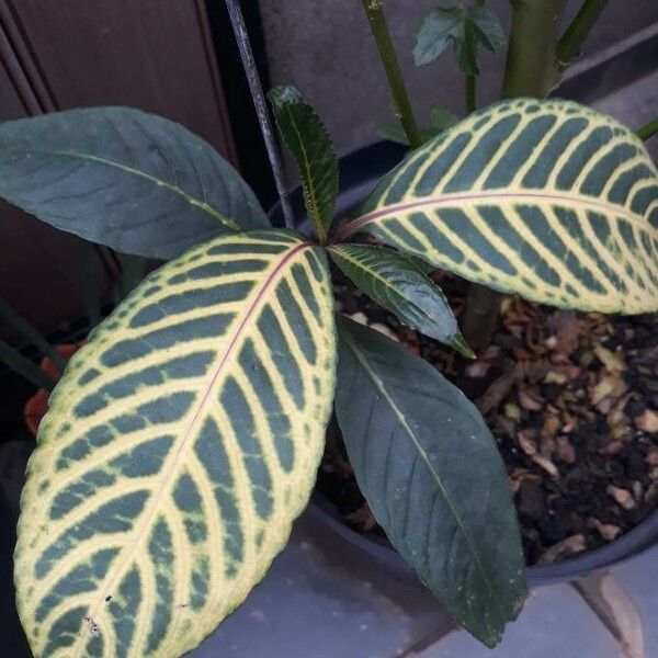 Sanchezia Nobilis Plant Care & How to Grow, Water