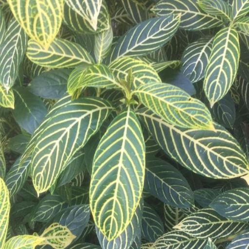 Brilliant-Flowered Sanchezia (Sanchezia Oblonga) Plant Care & How to ...