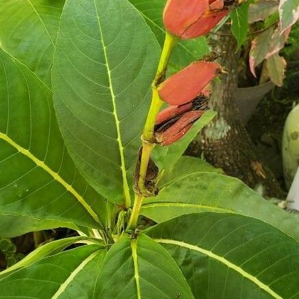 Small-Bract Sanchezia (Sanchezia Parvibracteata) Plant Care & How to ...