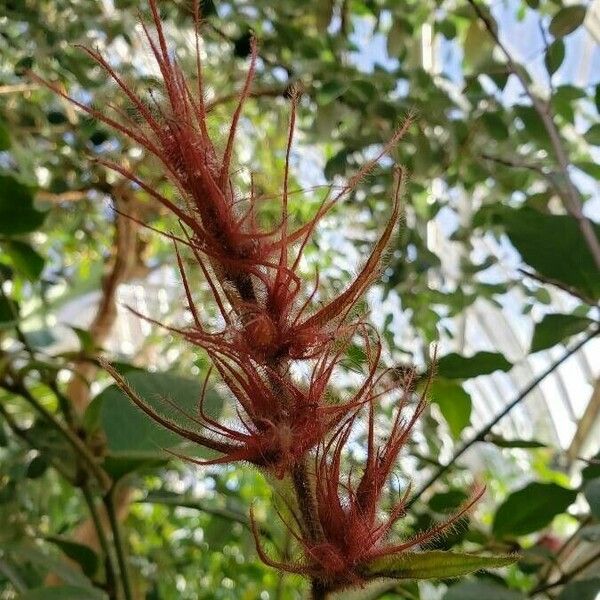 Sanchezia Sanmartinensis Plant Care & How to Grow, Water