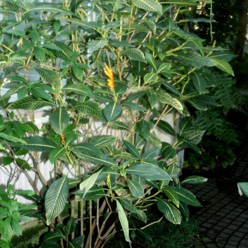 Sanchezia Speciosa Plant Care & How to Grow, Water