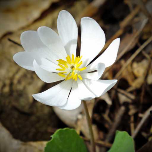 Bloodroot (Sanguinaria Canadensis) Plant Care & How to Grow, Water