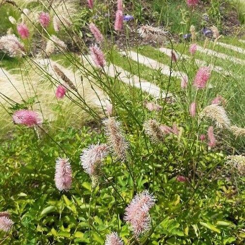 Alpine Burnet (Sanguisorba Obtusa) Plant Care & How to Grow, Water