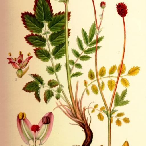 Great Burnet (Sanguisorba Officinalis) Plant Care & How to Grow, Water