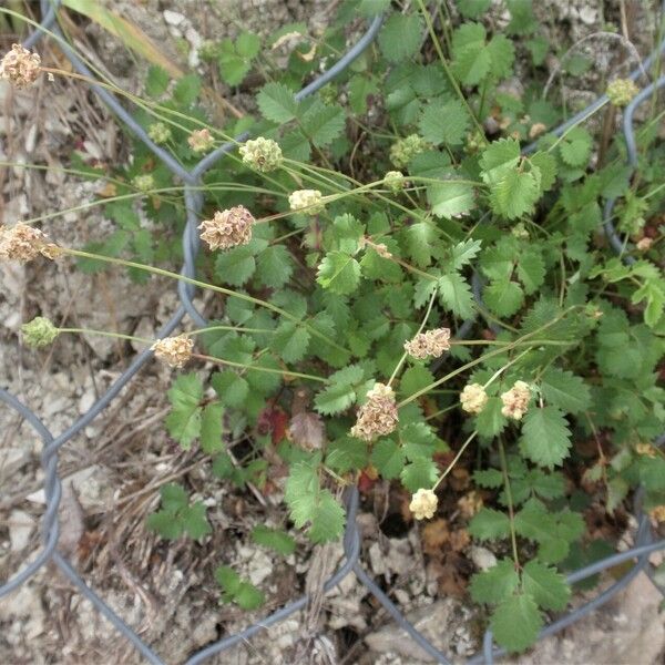 Sanguisorba Rupicola Plant Care & How to Grow, Water