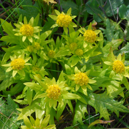 Footsteps-Of-Spring (Sanicula Arctopoides) Plant Care & How to Grow, Water