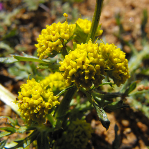 Sharptooth Blacksnakeroot (Sanicula Arguta) Plant Care & How to Grow, Water