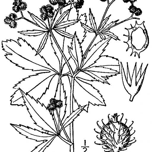 Canada Sanicle (Sanicula Canadensis) Plant Care & How to Grow, Water