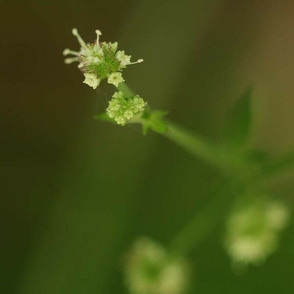 Chinese Sanicle (Sanicula Chinensis) Plant Care & How to Grow, Water