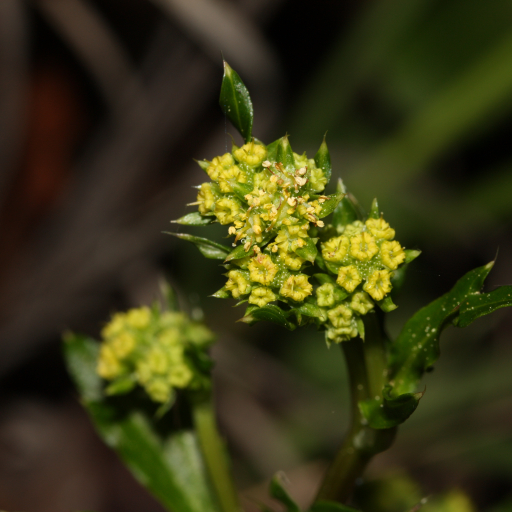 Western Snakeroot (Sanicula Crassicaulis) Plant Care & How to Grow, Water