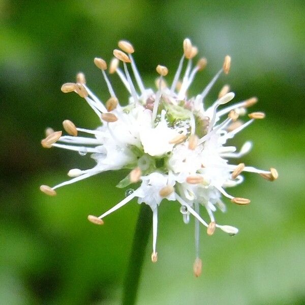 Sanicula Elata Plant Care & How to Grow, Water