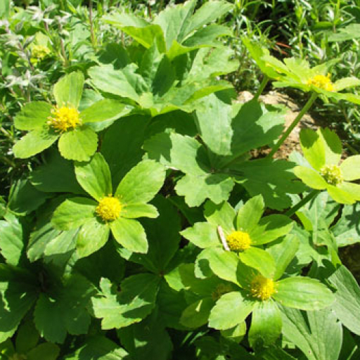 Dwarf Masterwort (Sanicula Epipactis) Plant Care & How to Grow, Water