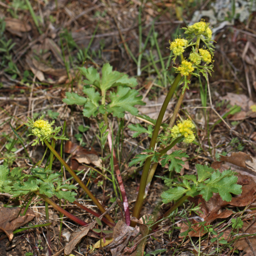 Northern Sanicle (Sanicula Graveolens) Plant Care & How to Grow, Water