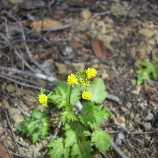 Coastal Blacksnakeroot (Sanicula Laciniata) Plant Care & How to Grow, Water