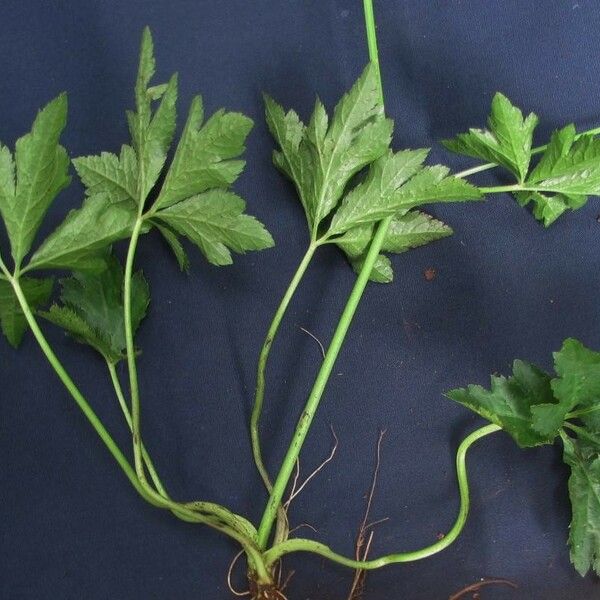 Pacific Black-snakeroot (Sanicula Liberta) Plant Care & How to Grow, Water