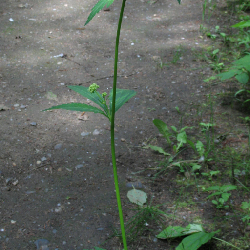 Maryland Sanicle (Sanicula Marilandica) Plant Care & How to Grow, Water