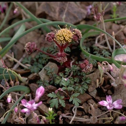 Devil's Blacksnakeroot (Sanicula Saxatilis) Plant Care & How to Grow, Water