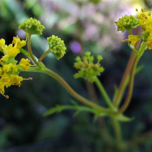 Turkey Pea (Sanicula Tuberosa) Plant Care & How to Grow, Water